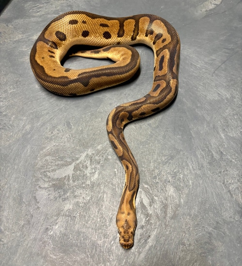 Leopard BlackHead Clown Male Ball Python by Bradford Cole