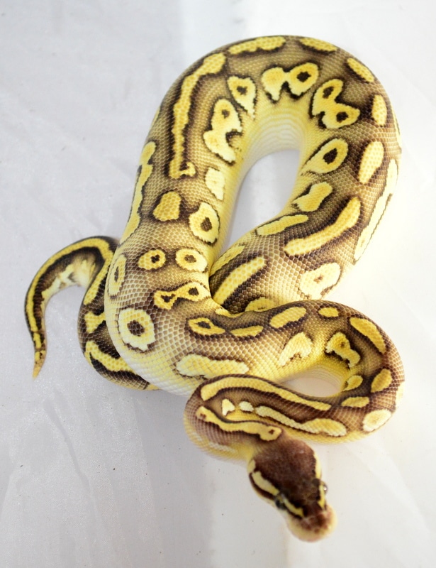 Super Pastel Lesser Bongo Ball Python by Ben Cole Reptiles - MorphMarket