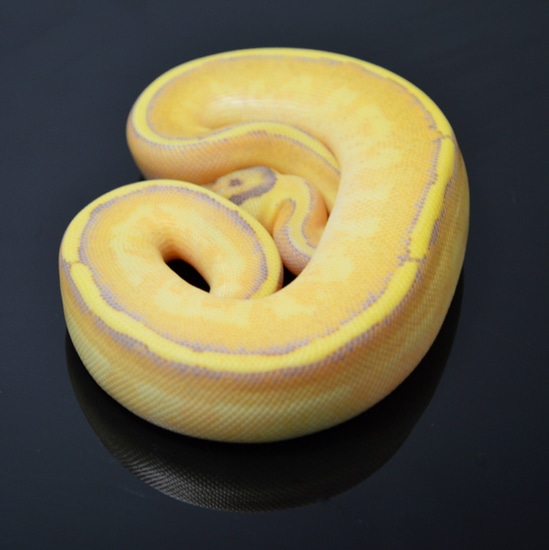 Enchi Super Spark Ball Python by Ben Cole Reptiles