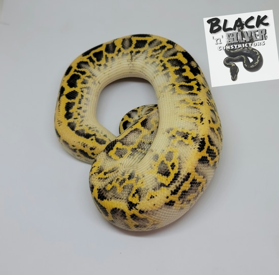 Pastel Leopard Freeway Ball Python by Black 'N' Silver Constrictors