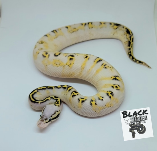 Super Pastel Freeway Ball Python by Black 'N' Silver Constrictors
