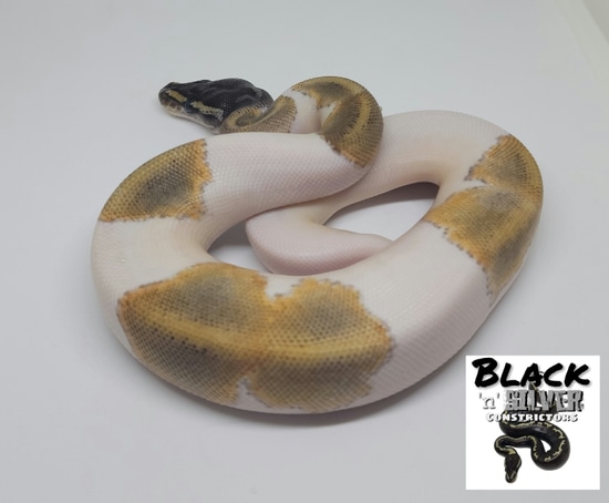 Mojave Pied Ball Python by Black 'N' Silver Constrictors
