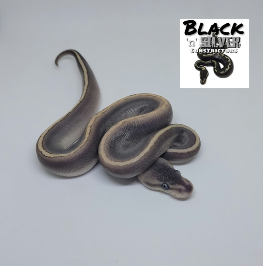 Super GHI Pinstripe Lesser Ball Python by Black 'N' Silver Constrictors