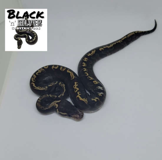 Super GHI Ball Python by Black 'N' Silver Constrictors