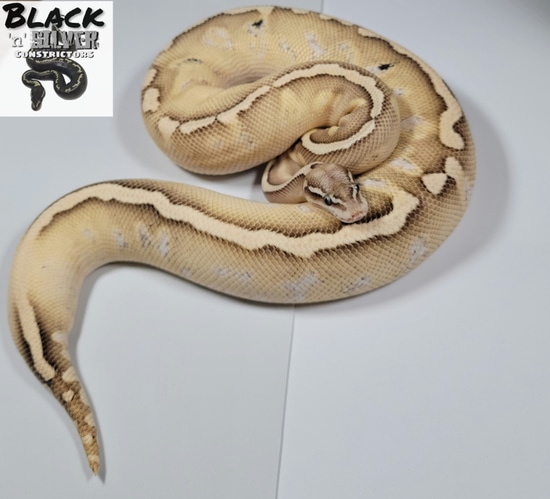 Pastel Butter Calico GHI Ball Python by Black 'N' Silver Constrictors