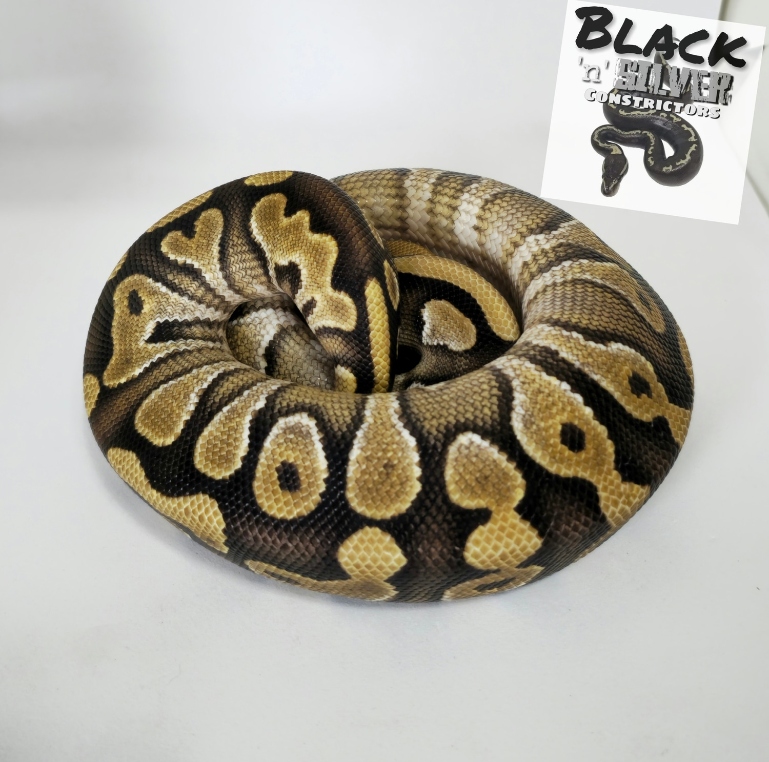 Mojave 100% Het Pied Possible Orange Dream Ball Python by Black 'N ...