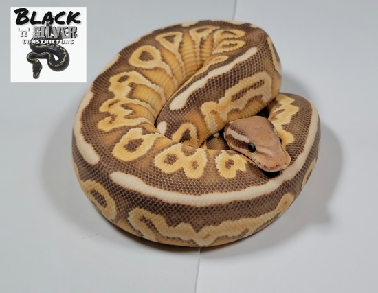 Banna Black Pastel Lesser Ball Python by Black 'N' Silver Constrictors