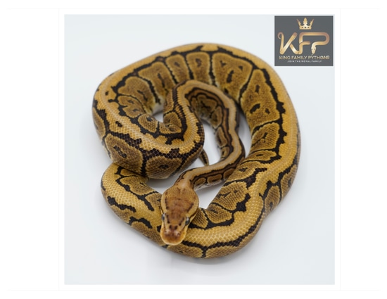 Chocolate Pinstripe Spotnose Het Clown Ball Python by King Family Pythons
