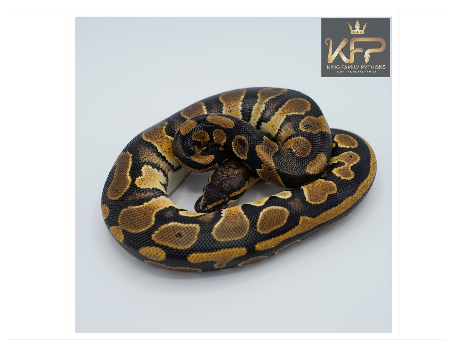 Het Lavender Albino Het Piebald 50% Het Clown Ball Python by King ...