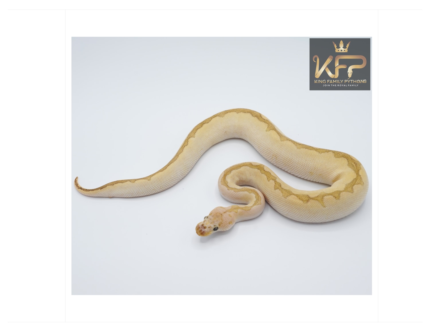 Pastel Bamboo Clown Ball Python by King Family Pythons - MorphMarket
