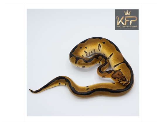 Enchi Leopard Clown Ball Python by King Family Pythons