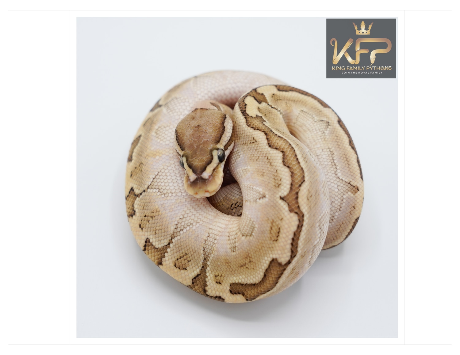 Pastel Bamboo Het Clown Ball Python by King Family Pythons - MorphMarket