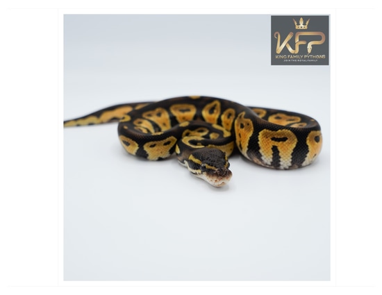 KFP-2303-4 Pastel Black Head Ball Python by King Family Pythons