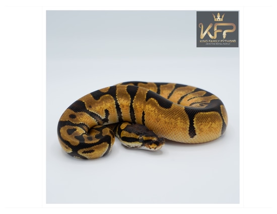 Enchi Het Piebald Het Desert Ghost Ball Python by King Family Pythons