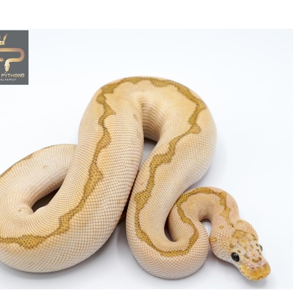 King Family Pythons - MorphMarket