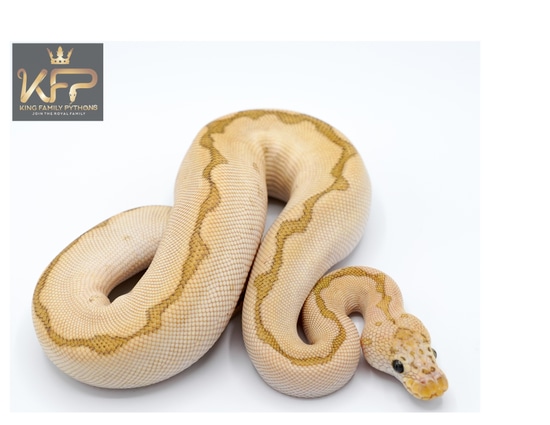 Bamboo Leopard Clown Ball Python by King Family Pythons