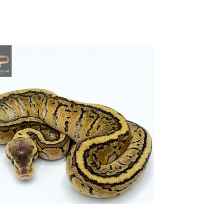 King Family Pythons - MorphMarket