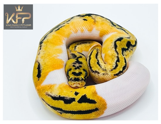 Pastel Clown Pied Ball Python by King Family Pythons