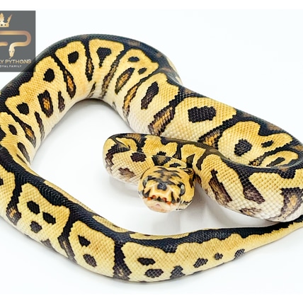 King Family Pythons - MorphMarket