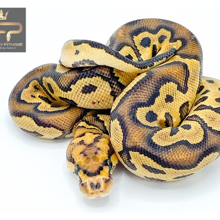 King Family Pythons - MorphMarket