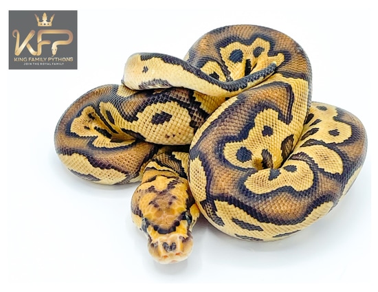 Fire Clown Ball Python by King Family Pythons