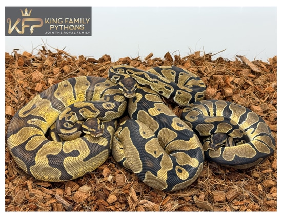1.2 DG Pied Group - No Reserve! Ball Python by King Family Pythons