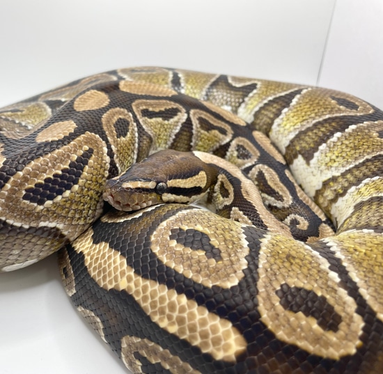 Russo Ball Python by BLC Reptiles