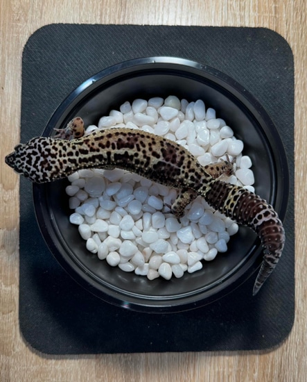 Black Night (B Tier) Leopard Gecko by Ohio Geckos