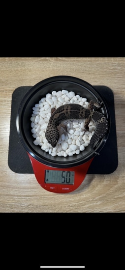 Black Night (B Tier) South Korean Import Leopard Gecko by Ohio Geckos