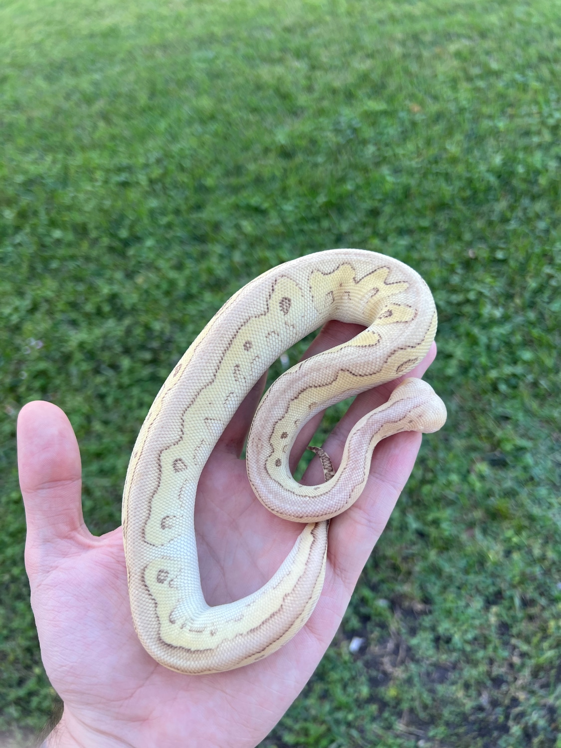 Sale ! Pastel Lesser Clown Ball Python by BC Pythons - MorphMarket