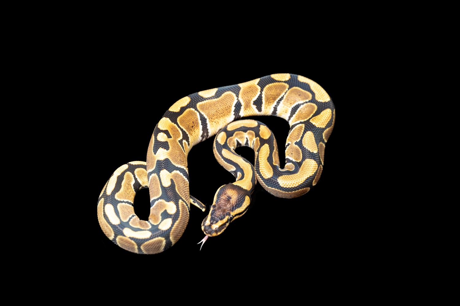 Blade Triple Het Vpi Axanthic Clown Pied Ball Python by BC Pythons ...