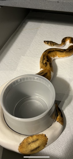 Adult Clown Pied Ball Python by BC Pythons