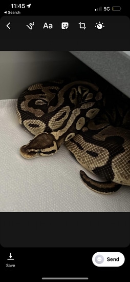 RTB Pastel Het Clown Ball Python by BC Pythons