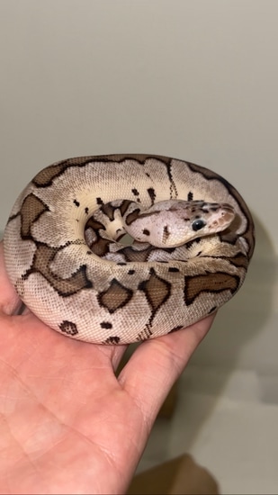 Pastel Enchi Vpi Axanthic Clown Ball Python by BC Pythons