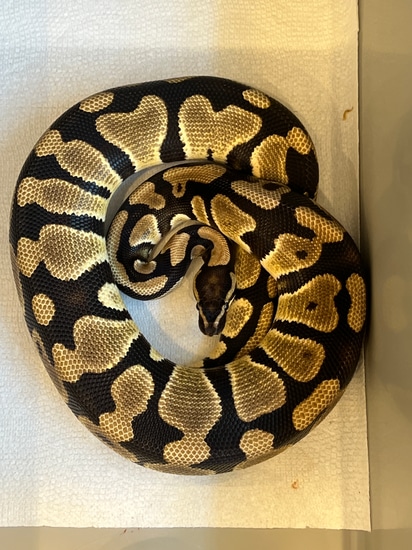 Quad Het Lav Vpi Clown Pied Ball Python by BC Pythons