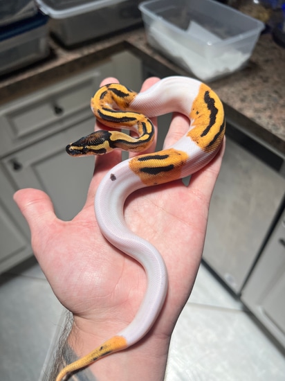 OD Pos Super Leopard Pied Het Axanthic Vpi Ball Python by BC Pythons