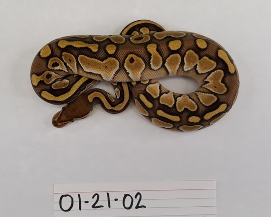 Lesser Ball Python by Edge of Eden Exotics