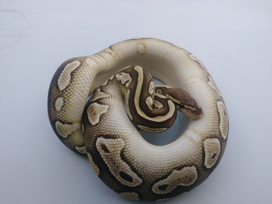 Lesser Ball Python by Edge of Eden Exotics