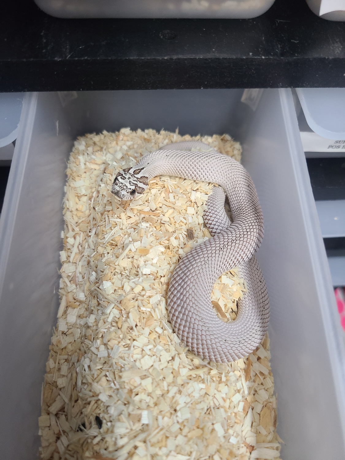 Arctic Super Conda 100% Het Albino, 14gr Western Hognose by Ancient ...