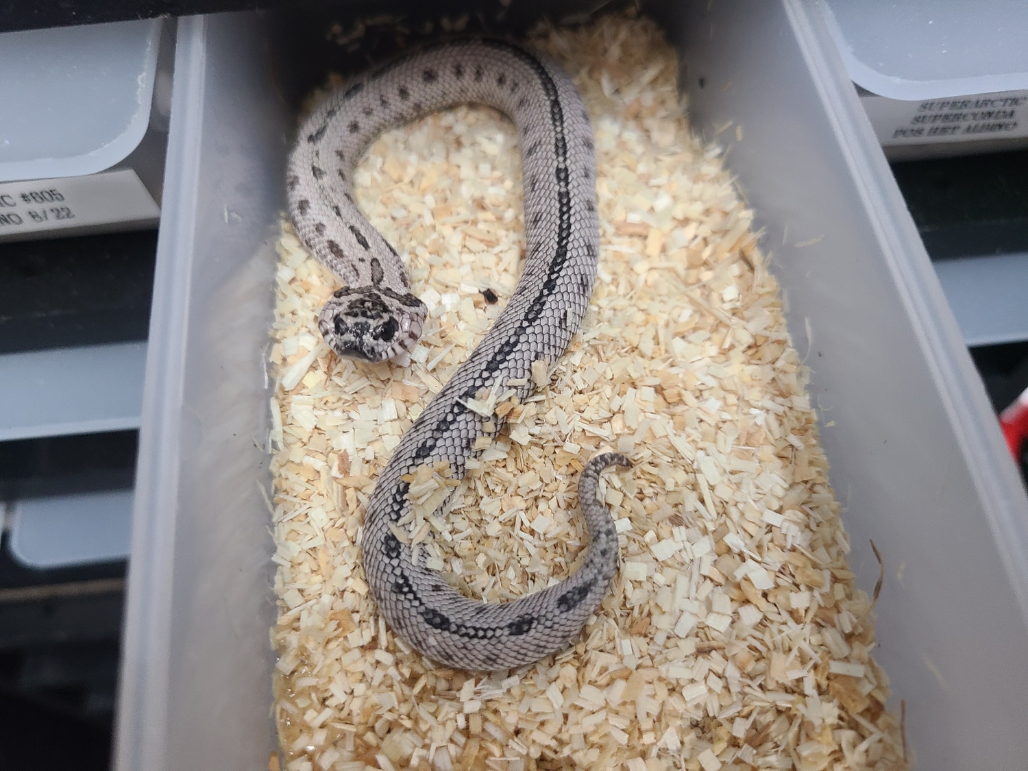 Super Arctic Conda Ph Albino 10gr Western Hognose by Ancient Reptiles ...