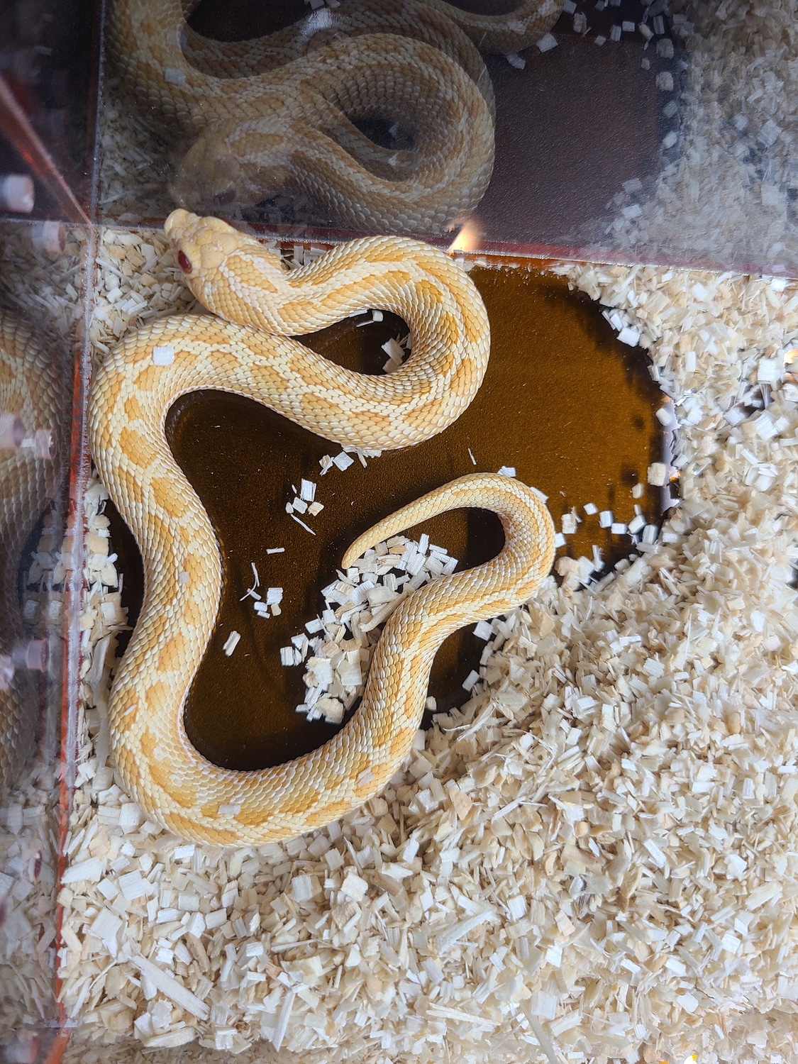 Albino Conda Green Line Western Hognose by Ancient Reptiles - MorphMarket