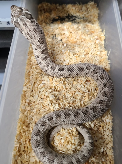 Axanthic Conda Het Snow Western Hognose by Ancient Reptiles