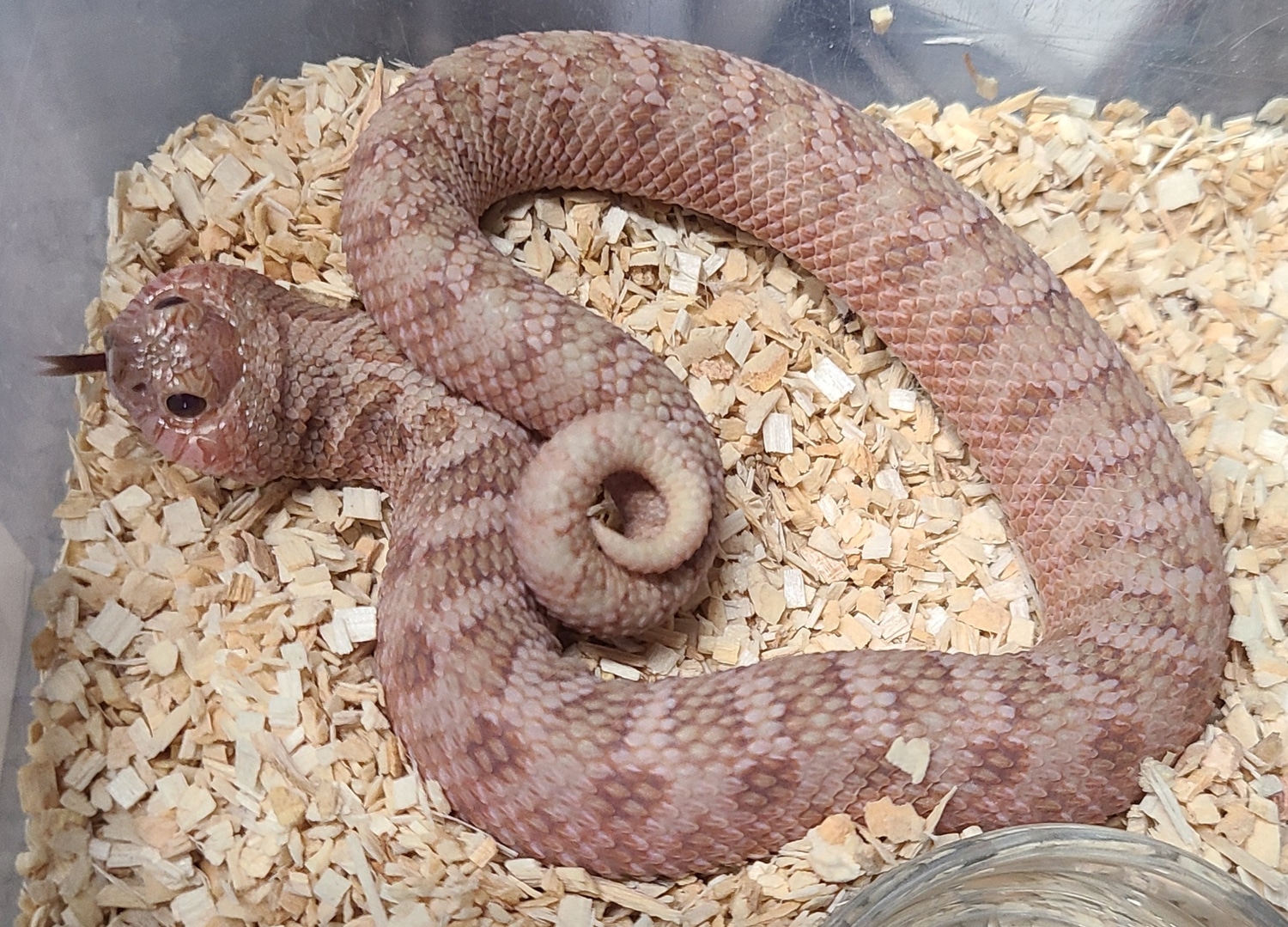 Mai Tai Western Hognose by Ancient Reptiles - MorphMarket