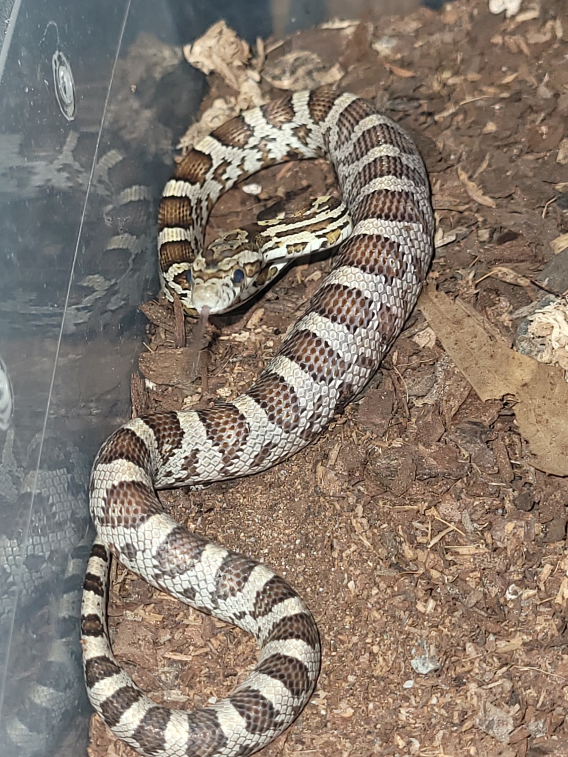 Anerythristic Corn Snake by Hallows Herps - MorphMarket