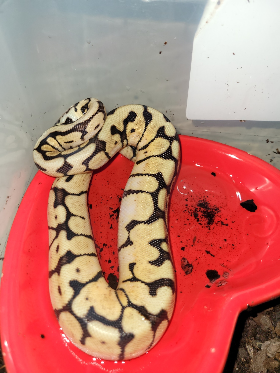 Bumblebee Ball Python by Hallows Herps - MorphMarket