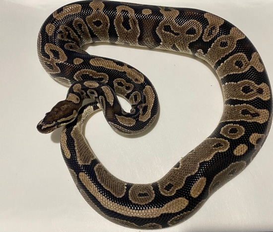 Proven 1.0 Double HET VPI Axanthic Pied Ball Python by Rosie’s Pythons