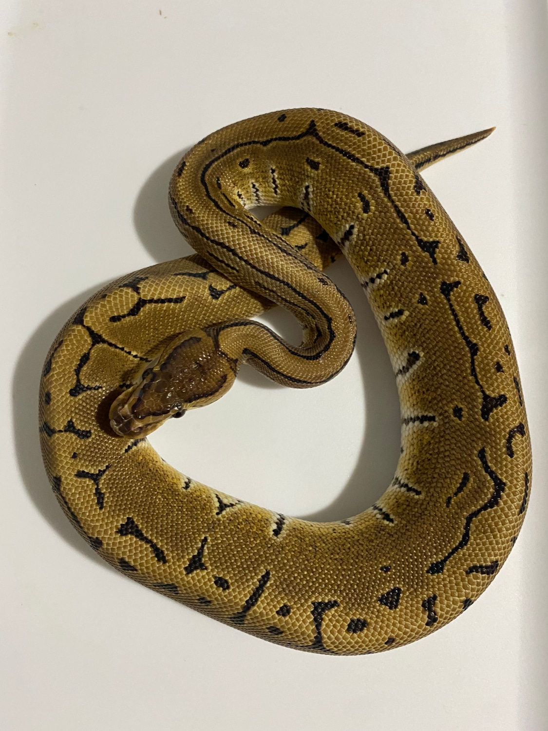 Pinstripe DHet VPI Snow Ball Python by Rosie’s Pythons - MorphMarket