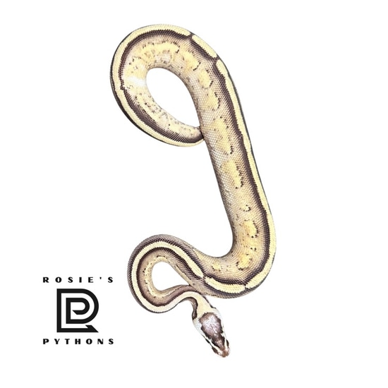 Pastel - Super Stripe Or Spark Specter Or Super Spector Ball Python by ...