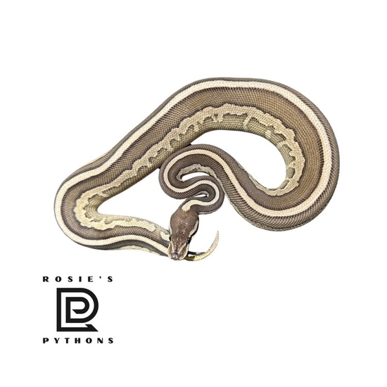 Leopard Fire Mojave Ball Python by Rosie’s Pythons
