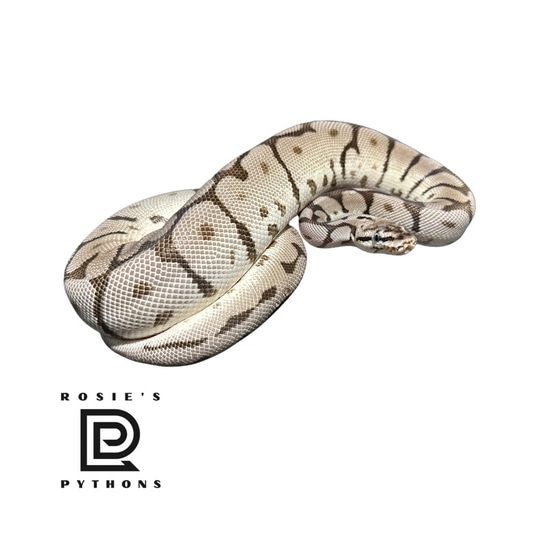 Bumblebee Pinstripe VPI Axanthic Ball Python by Rosie’s Pythons